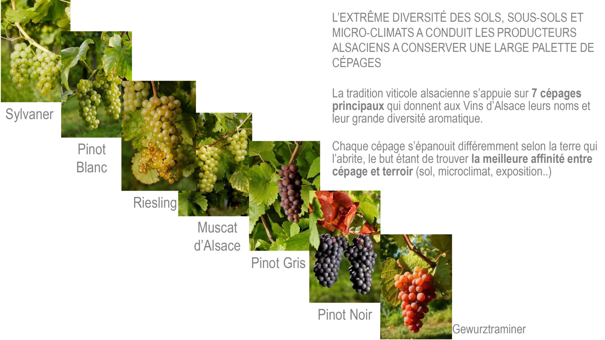 Cépages et alliances - Vins SCHUELLER en Alsace
